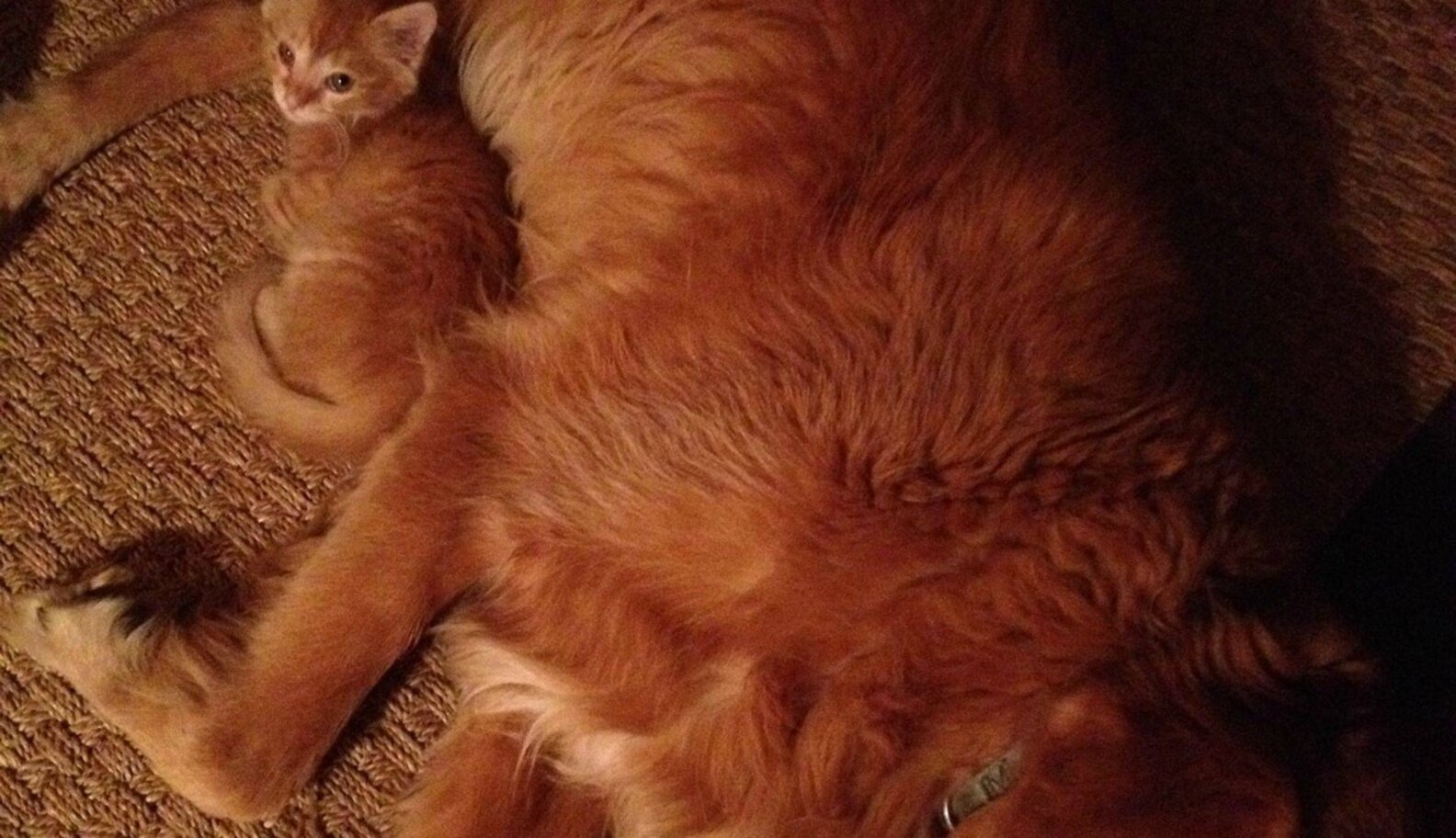 16 Cats And Dogs Who Look Like They Could Be Siblings - The Dodo