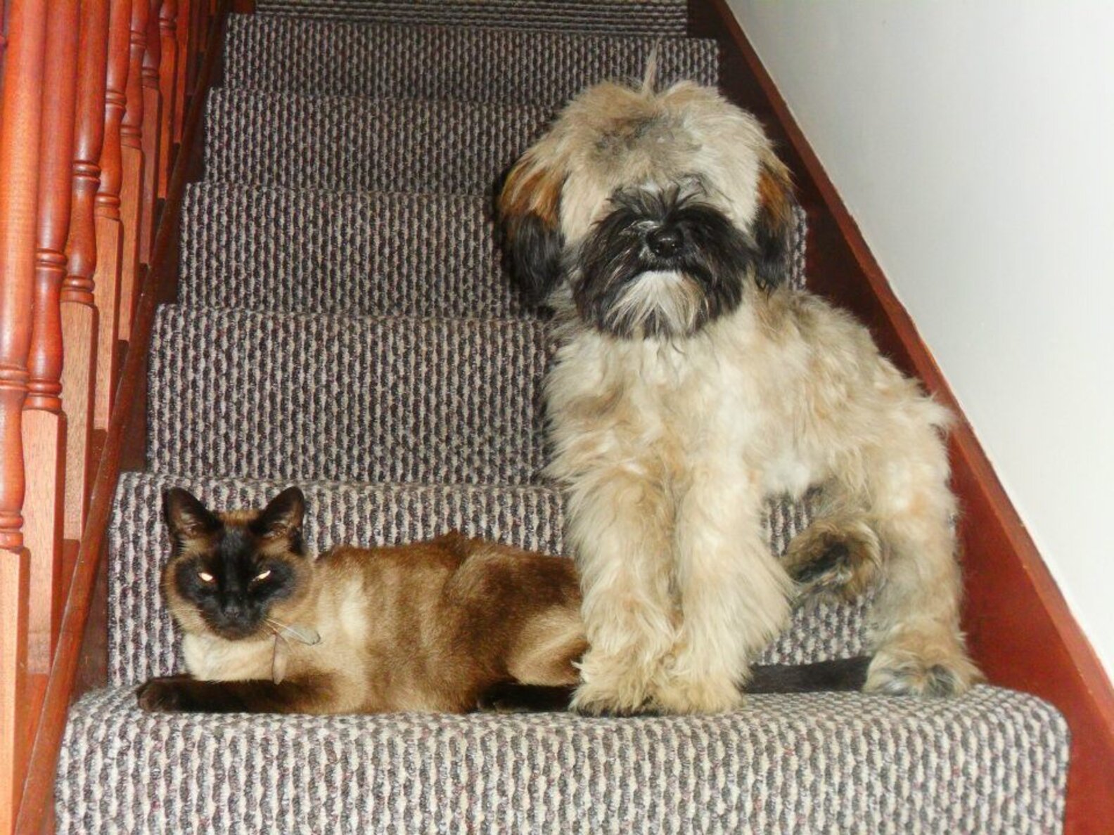 16 Cats And Dogs Who Look Like They Could Be Siblings - The Dodo