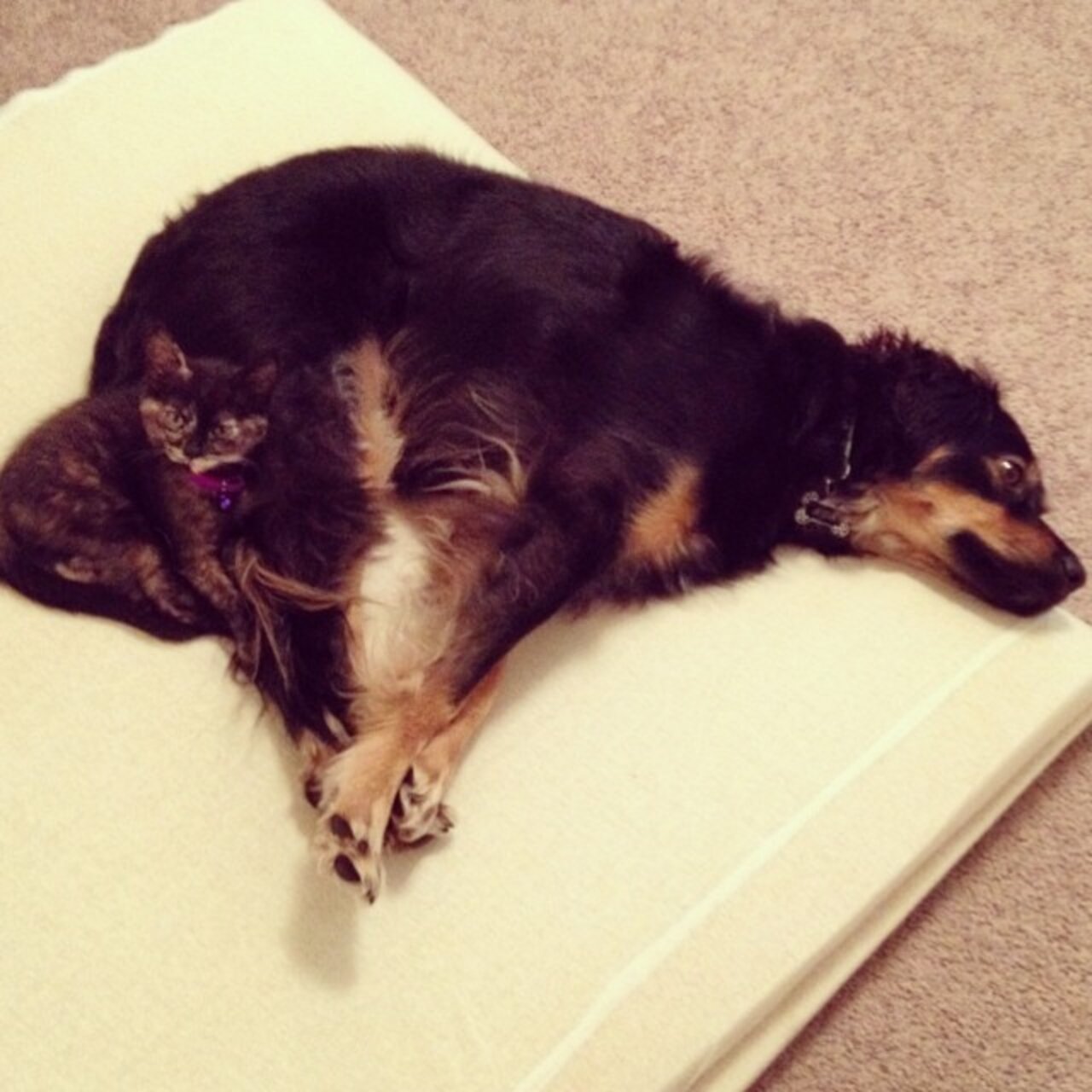 16 Cats And Dogs Who Look Like They Could Be Siblings - The Dodo
