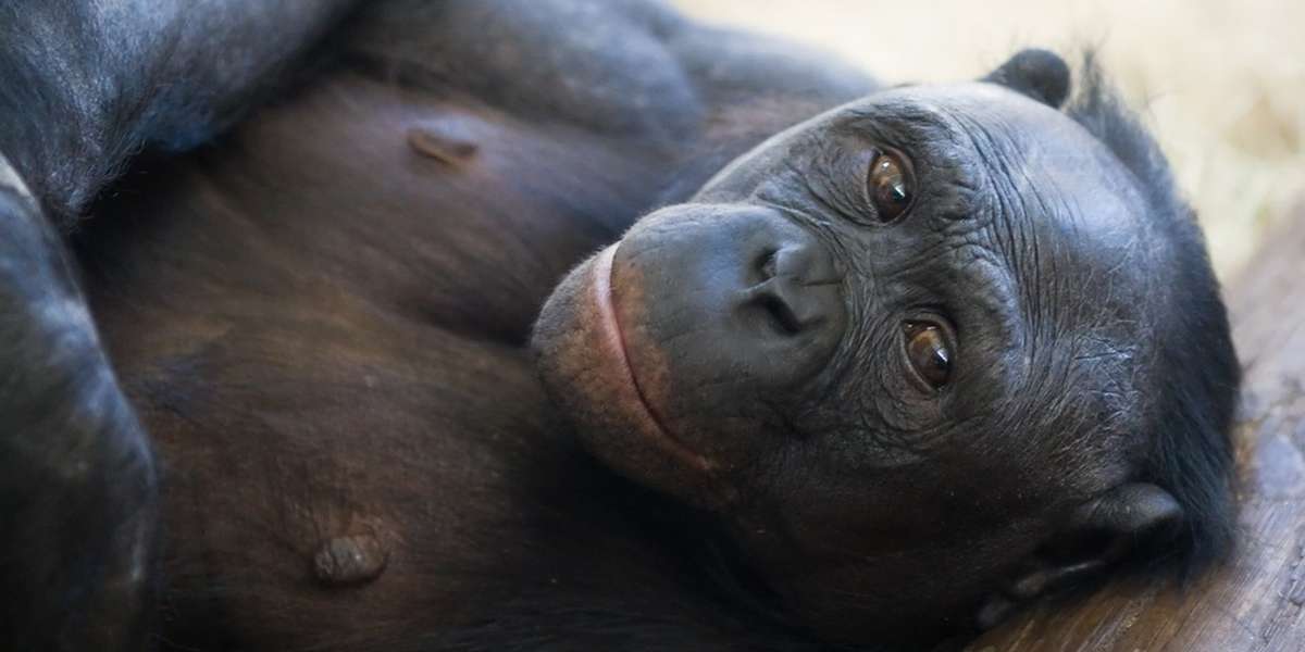 Bonobos Keep Forests Alive — With Their Droppings - The Dodo
