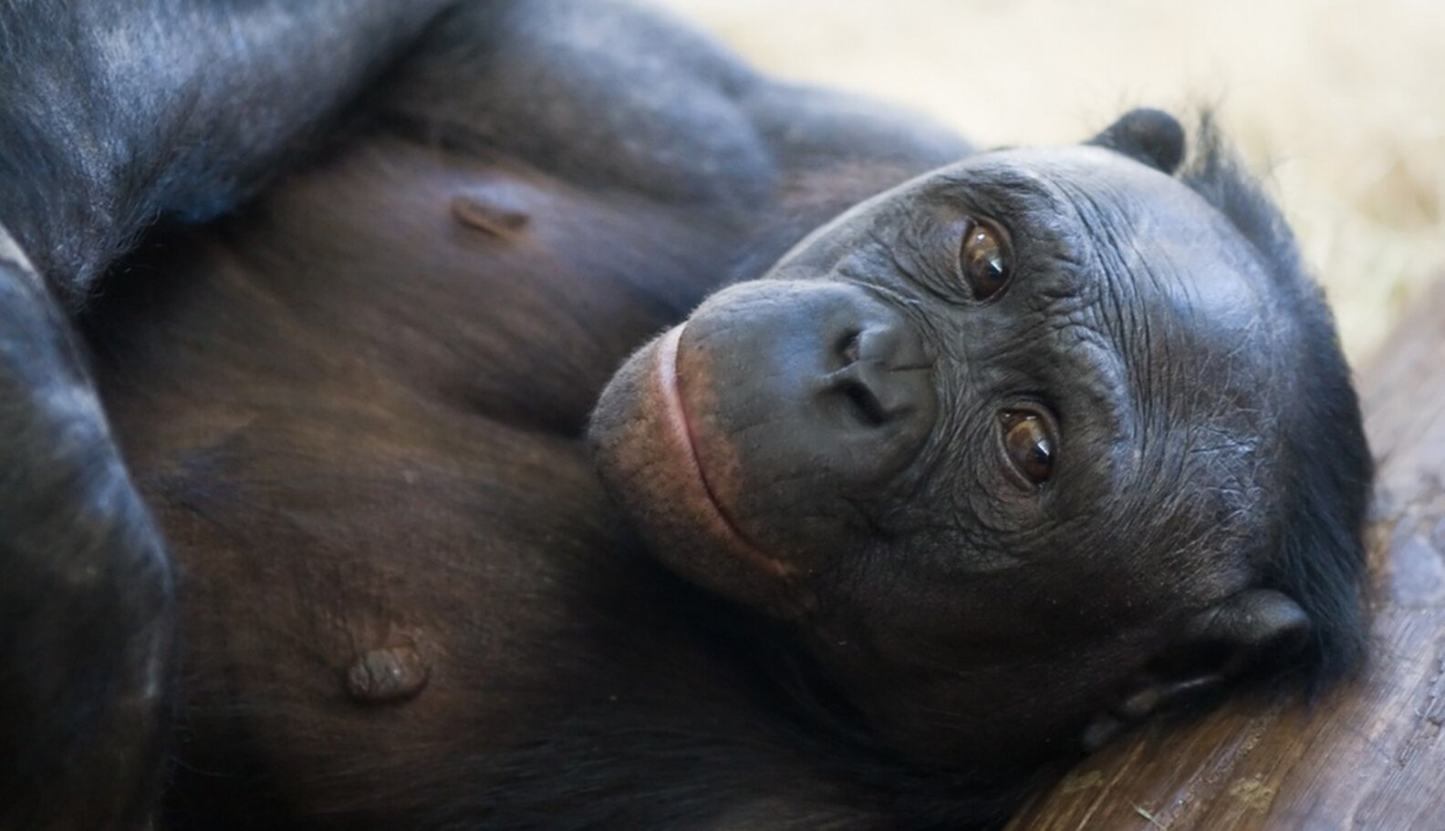 Bonobos Keep Forests Alive — With Their Droppings - The Dodo