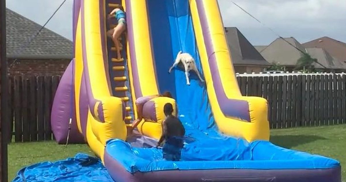 Dog Goes Down Waterslide, Immediately Wants To Do It Again - The Dodo