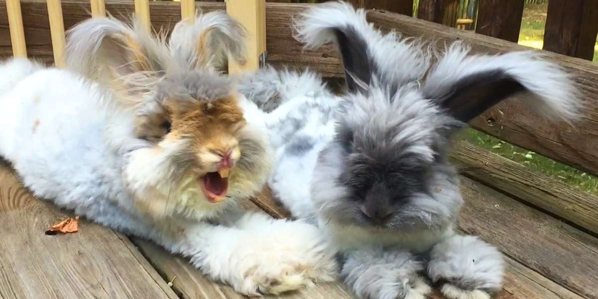 Cutest Rabbit In The World Gets Even Cuter Girlfriend - Videos - The Dodo