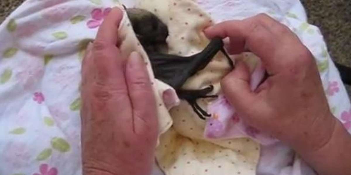 Baby Rescue Bat Loves Her Special Snuggie - The Dodo