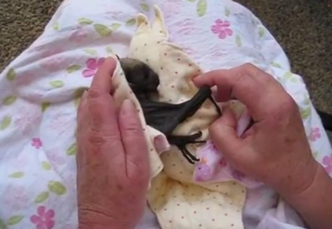 Baby Rescue Bat Loves Her Special Snuggie - The Dodo