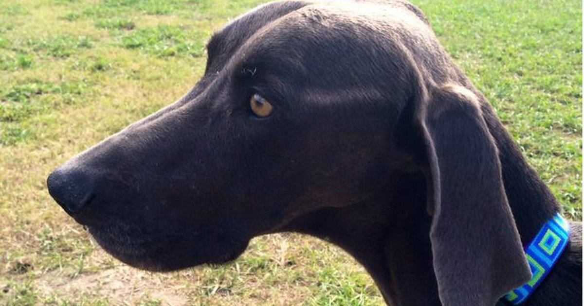Dog Who Tried Surviving On Sticks And Stones Makes Dramatic ...