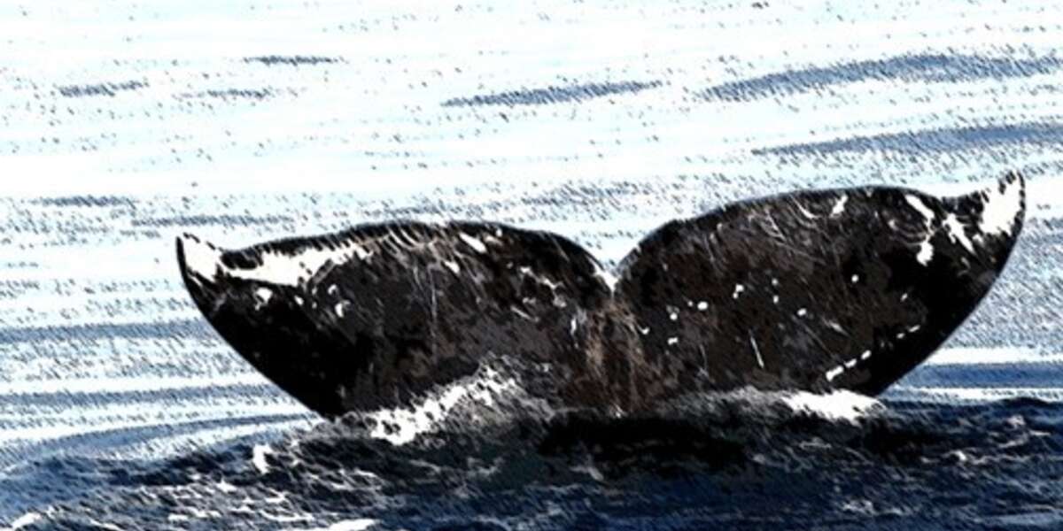 Leviathan Project - The Dodo