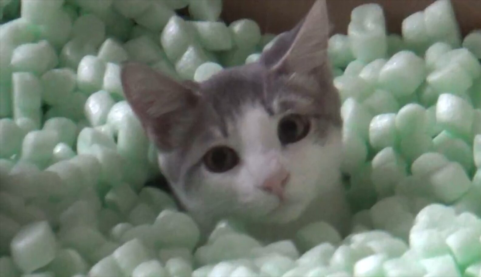 WATCH: Cats In Packing Peanuts - The Dodo