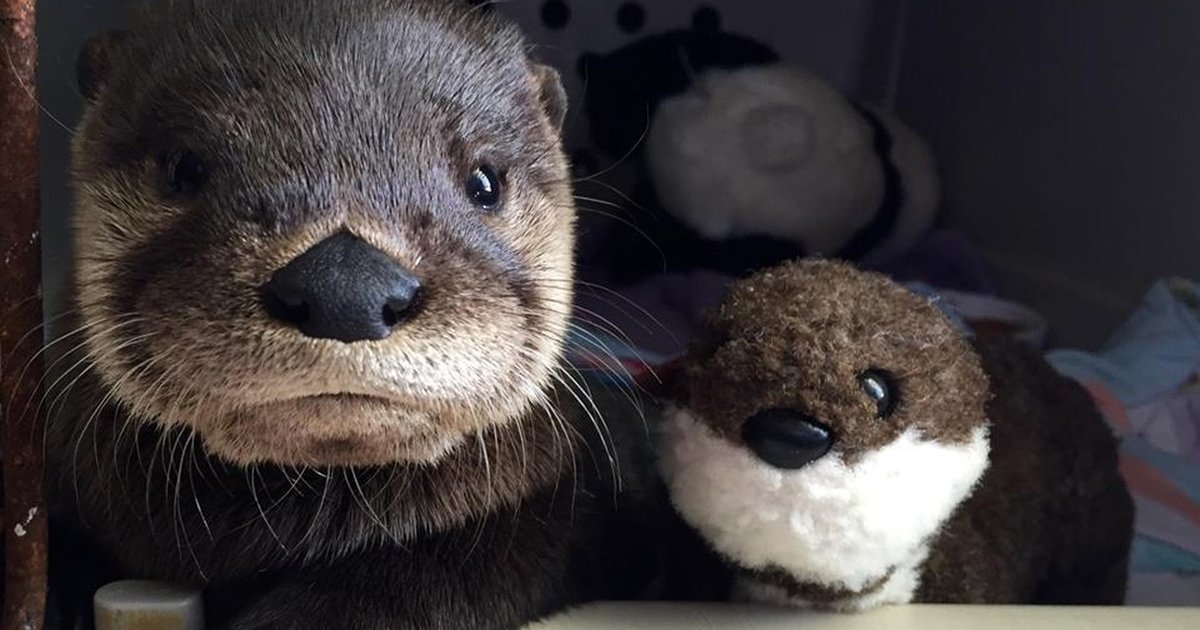 Baby Otter Loves Snuggling With Stuffed Animals — Then Drowning Them ...