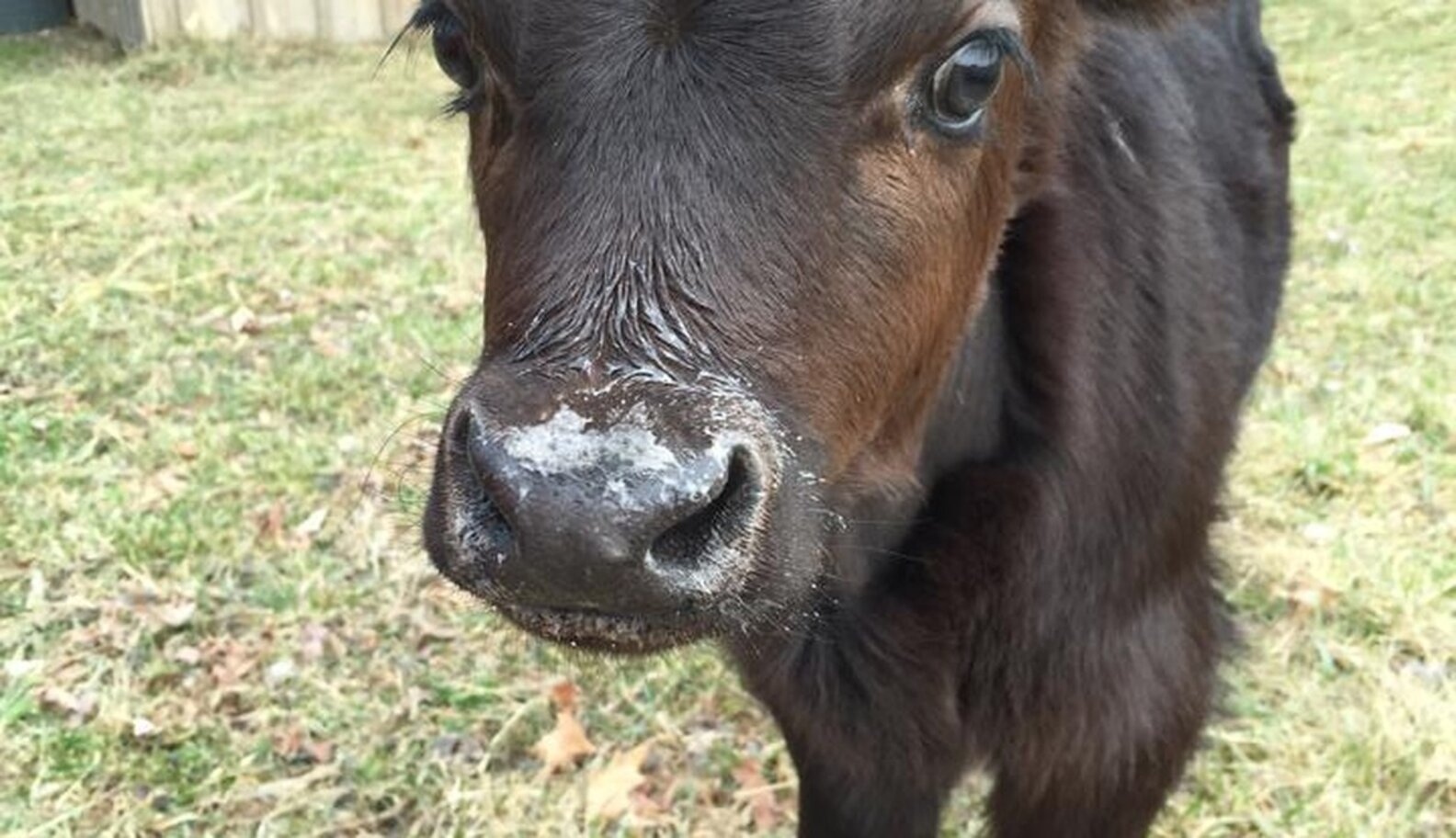 Cow Asks For Help When Her Baby Has A Fever - The Dodo