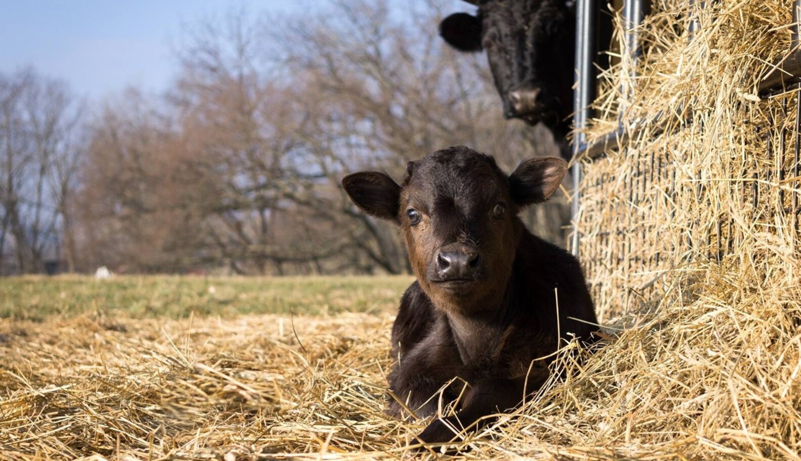 Cow Asks For Help When Her Baby Has A Fever - The Dodo