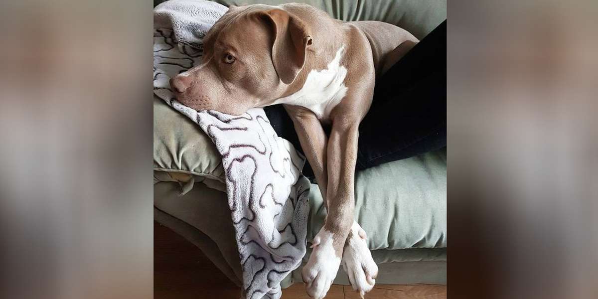 Do Dogs Get Bored Sitting Around All Day