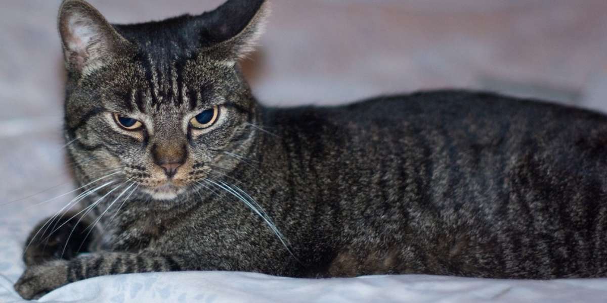 How To Respond To A Cat Emergency (And Avoid Calling 911) - The Dodo