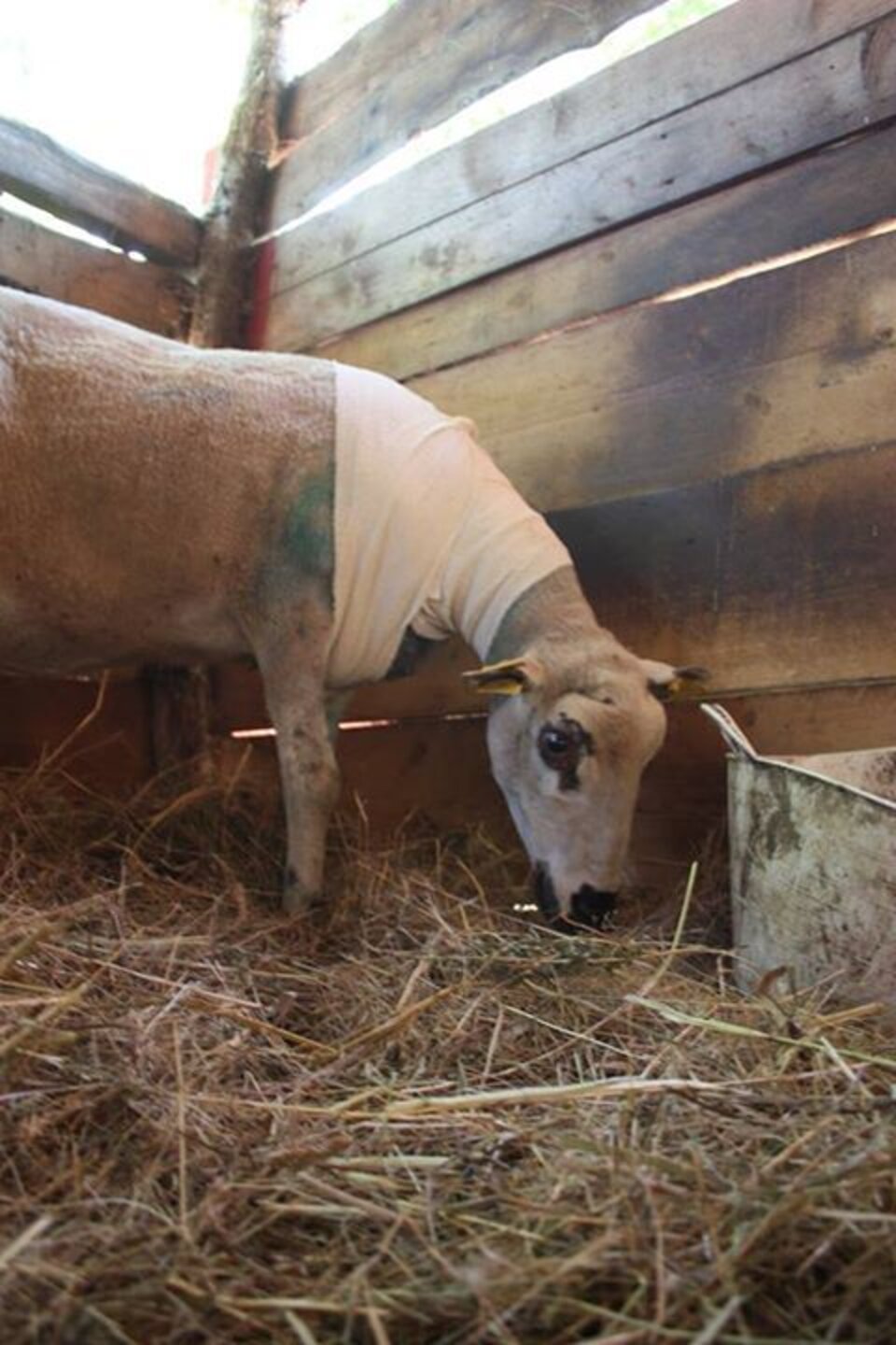 Wounded Sheep Doesn't Trust Anyone, Except Her Donkey - The Dodo