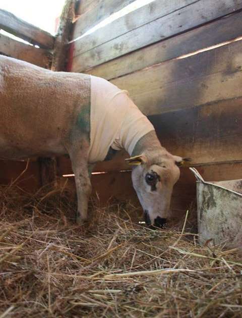 Wounded Sheep Doesn't Trust Anyone, Except Her Donkey - The Dodo