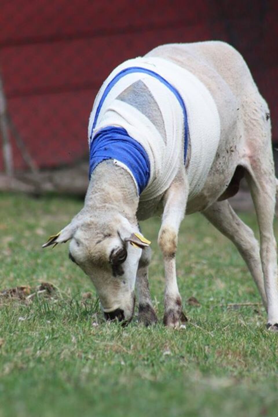 Wounded Sheep Doesn't Trust Anyone, Except Her Donkey - The Dodo