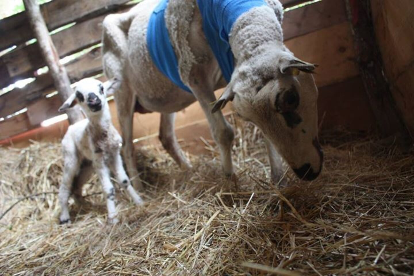 Wounded Sheep Doesn't Trust Anyone, Except Her Donkey - The Dodo