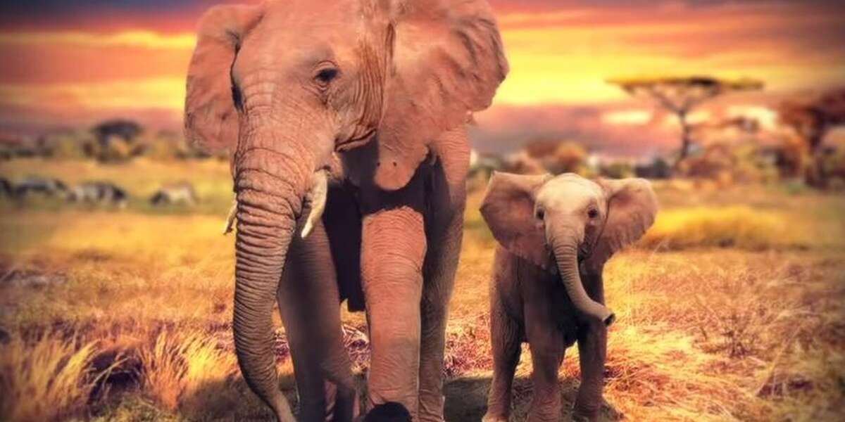 Brave Mother Elephant Saves Baby Hippo From Jaws of Hyena - The Dodo