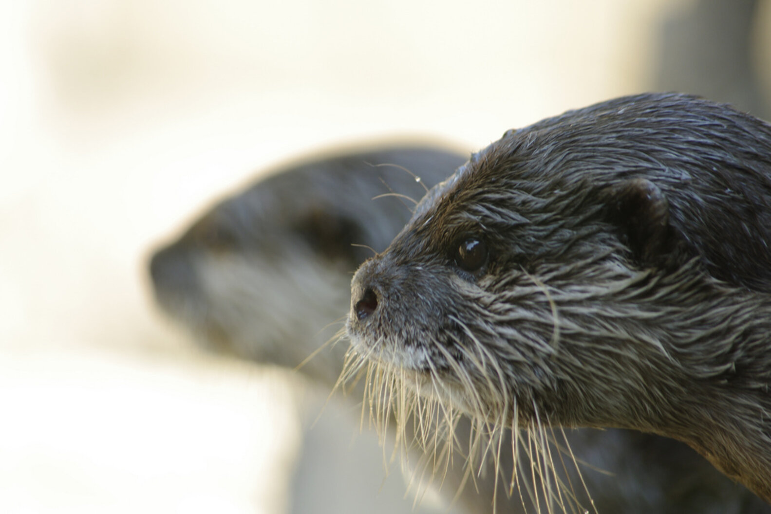 Here Are 5 Animals We Drove To Extinction In The Last 5 Years - The Dodo