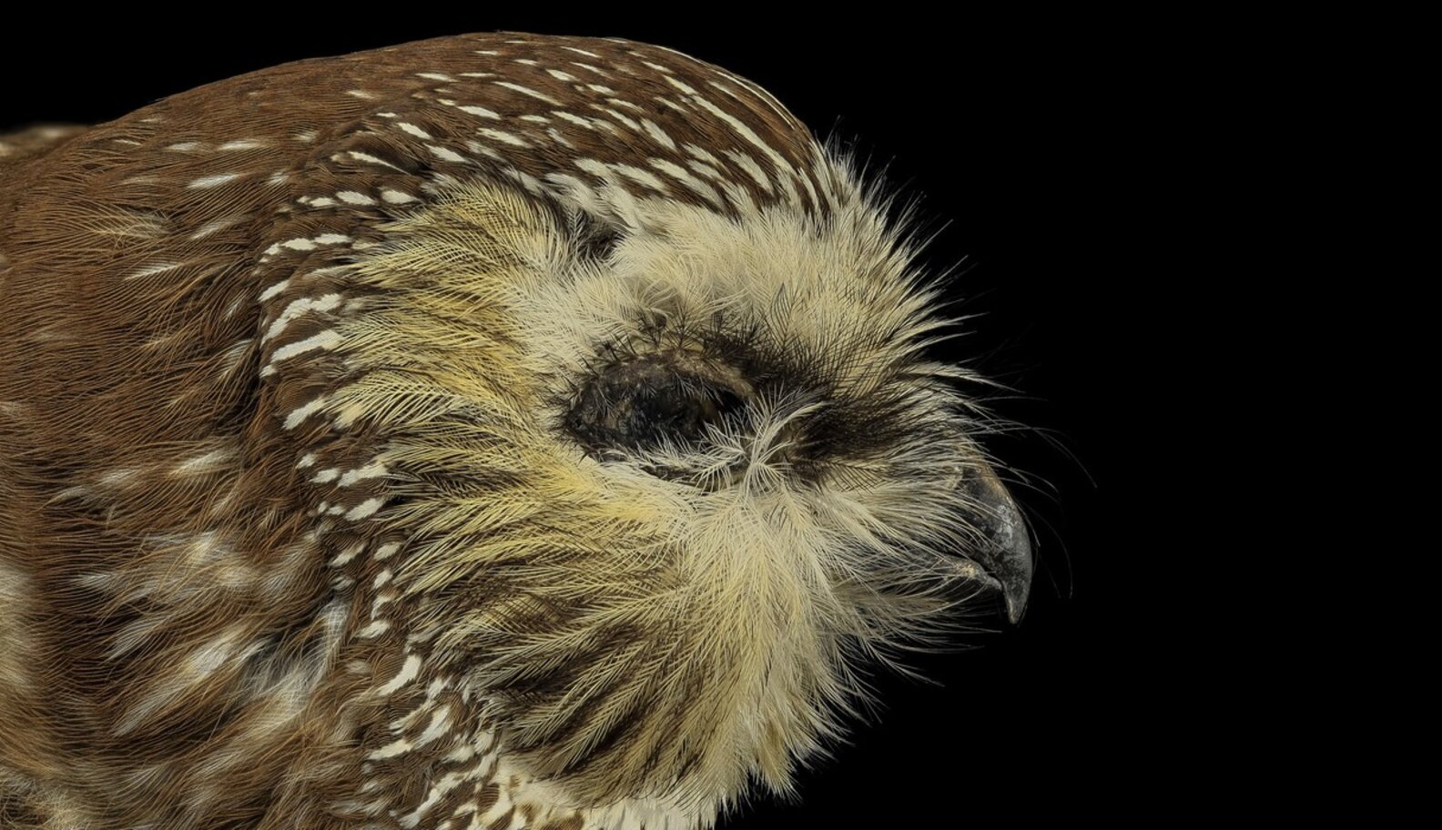 Here Are 5 Animals We Drove To Extinction In The Last 5 Years - The Dodo