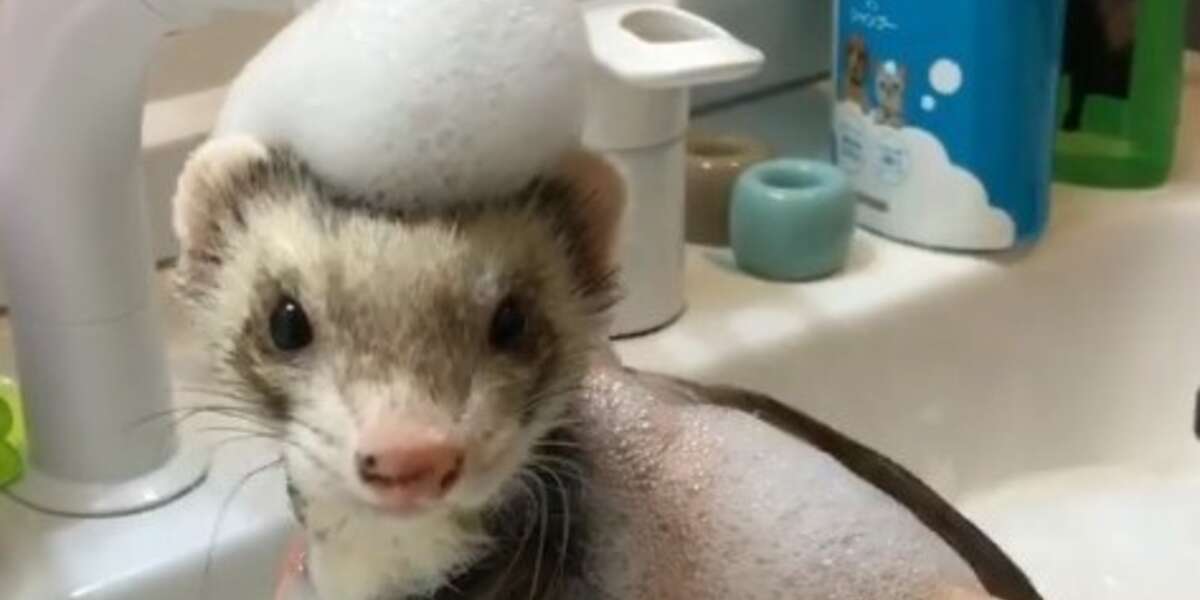 Ferret Thinks Bath Time Is For Losers - The Dodo