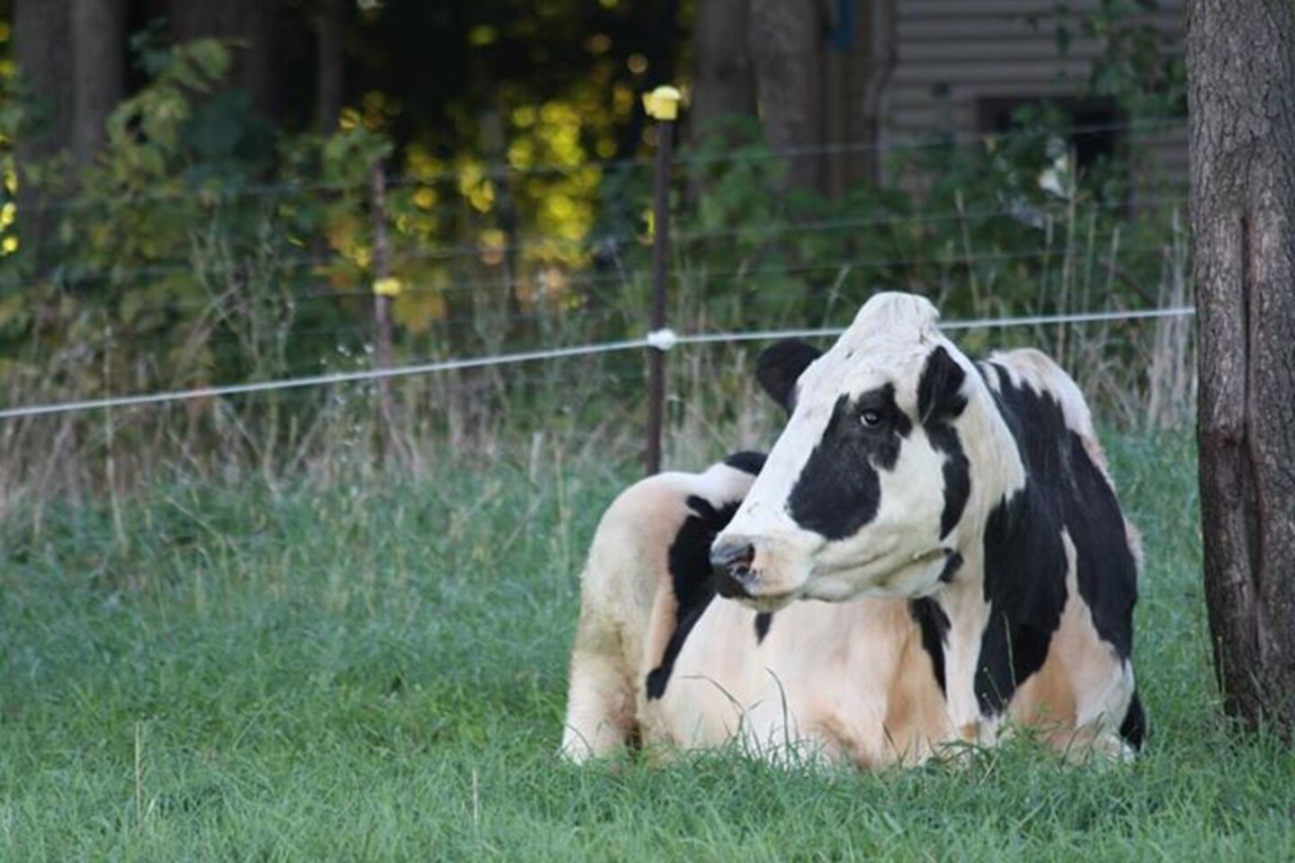 World's Tallest Cow Goes To That Big Ol' Pasture In The Sky - The Dodo