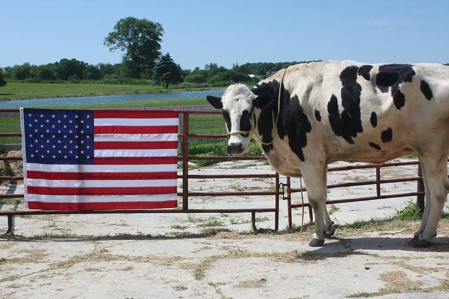World's Tallest Cow Goes To That Big Ol' Pasture In The Sky - The Dodo