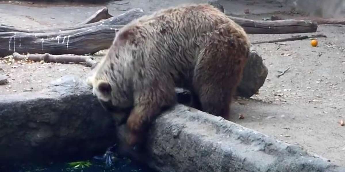 Bear Saves Little Bird Who Fell Into His Pond - The Dodo