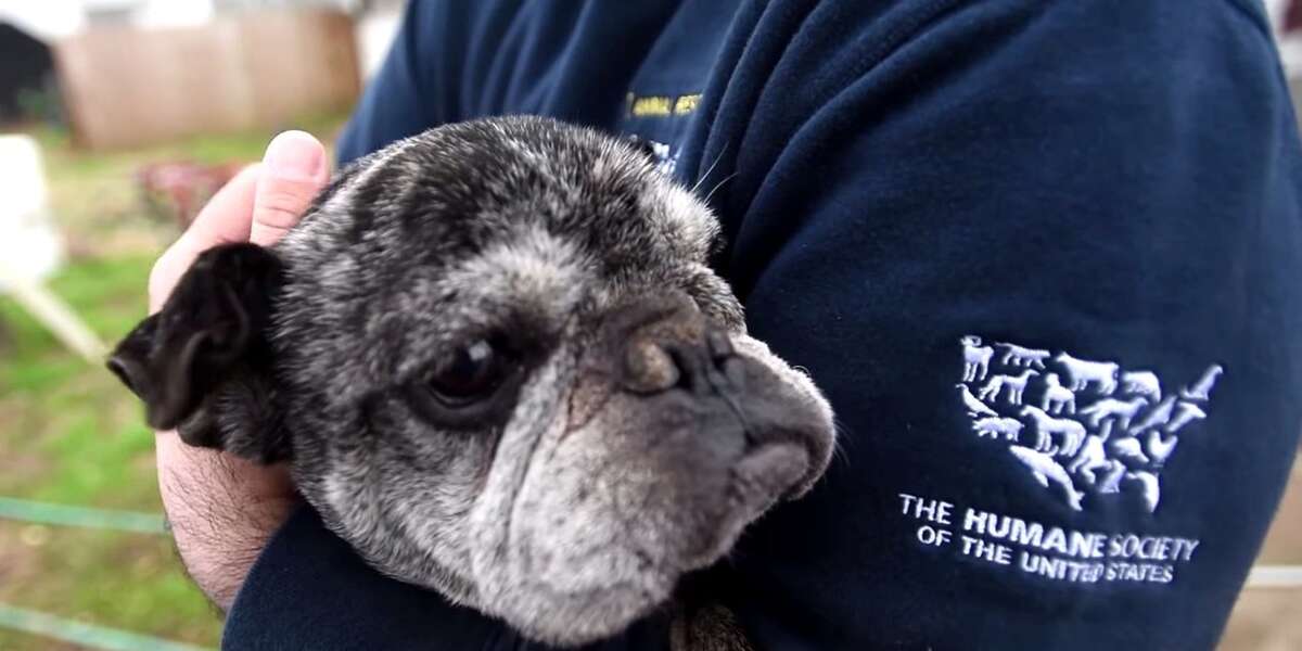 Alabama Makes Big Statement Against Horrific Dog Crime - The Dodo