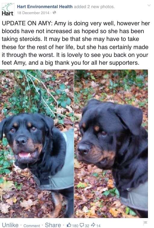 Rottweiler On Steroids