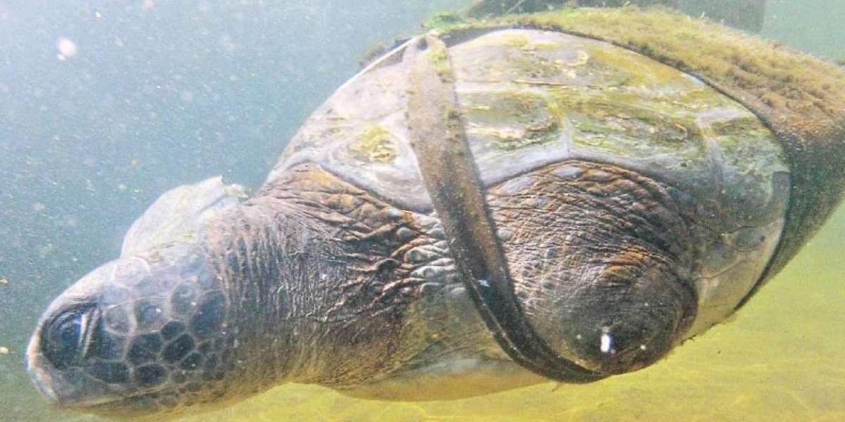 Sea Turtle Amputee Can Swim Again Thanks To Fighter Jet-Inspired ...