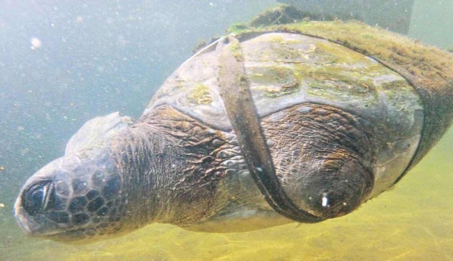 Sea Turtle Amputee Can Swim Again Thanks To Fighter Jet-Inspired ...