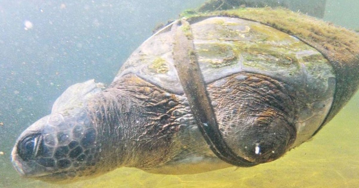 Sea Turtle Amputee Can Swim Again Thanks To Fighter Jet-Inspired ...