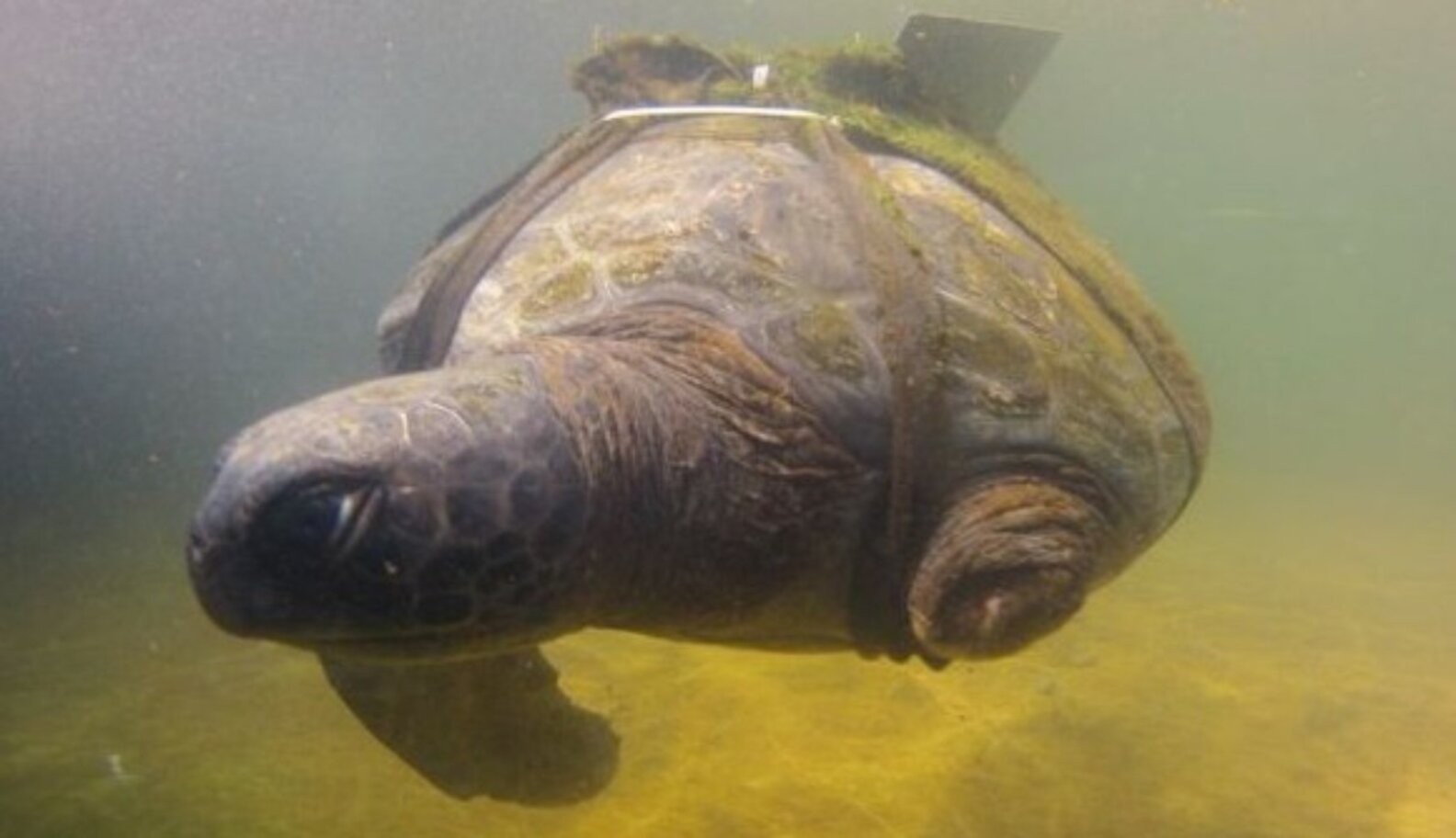 Sea Turtle Amputee Can Swim Again Thanks To Fighter Jet-Inspired ...