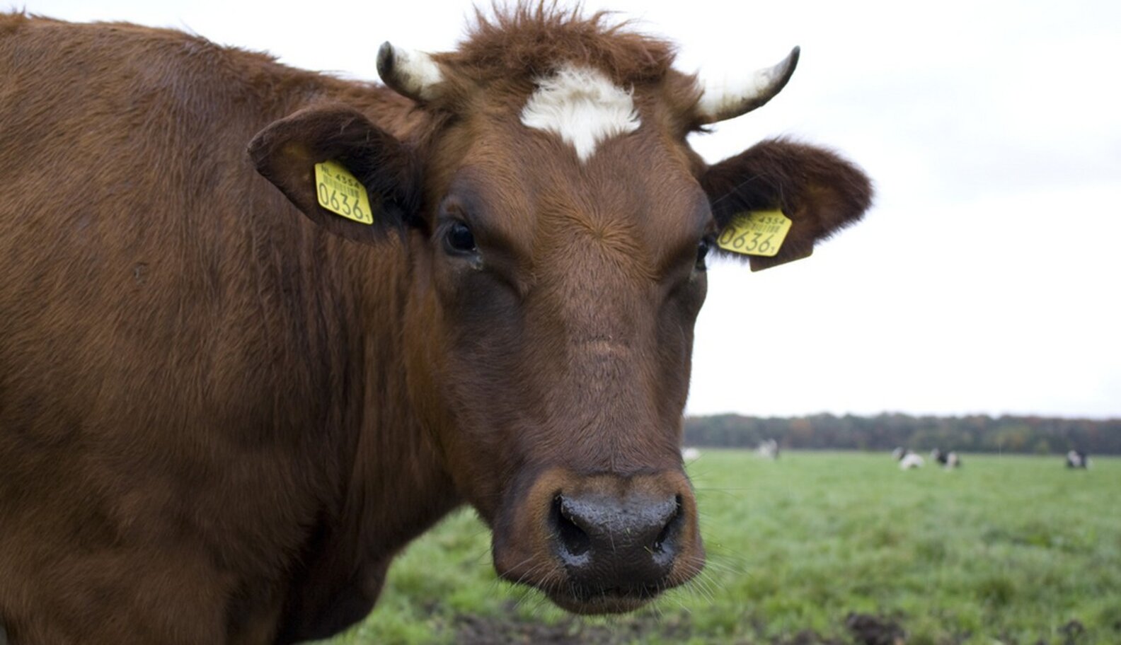 12 Cows Who Are Just As Smart As Your Cat Or Dog - The Dodo