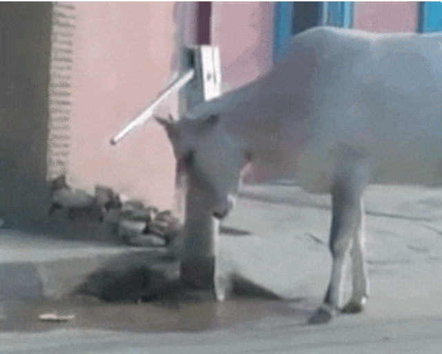 12 Cows Who Are Just As Smart As Your Cat Or Dog - The Dodo