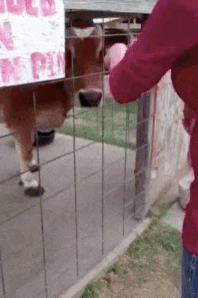 12 Cows Who Are Just As Smart As Your Cat Or Dog - The Dodo