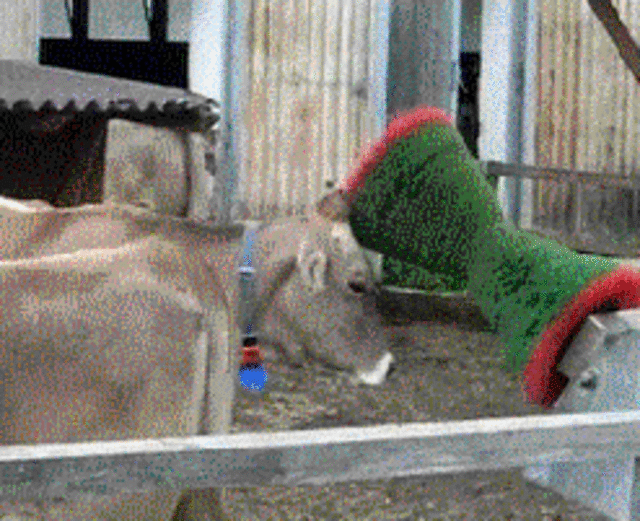 12 Cows Who Are Just As Smart As Your Cat Or Dog - The Dodo