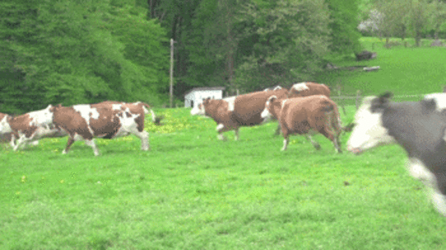 12 Cows Who Are Just As Smart As Your Cat Or Dog - The Dodo