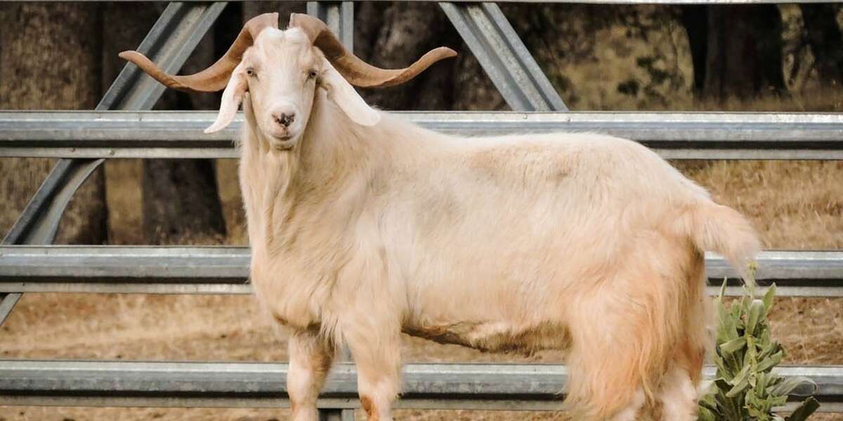 Dying Goat Helps Abused Rescue Friend Feel Welcome At Sanctuary - The Dodo