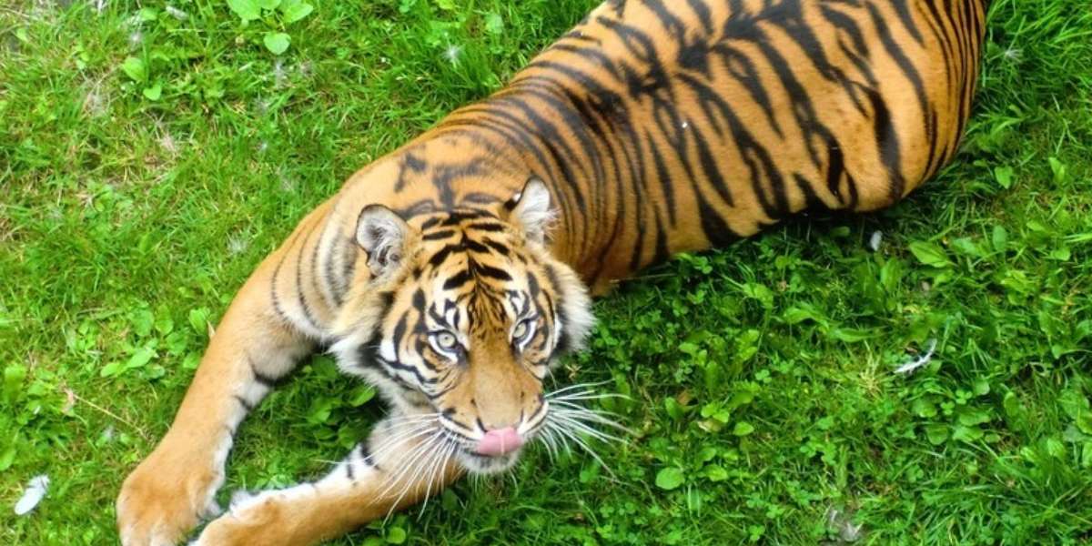 Chinese Tiger Farms Make Things Worse For All Tigers, Captive Or Wild ...
