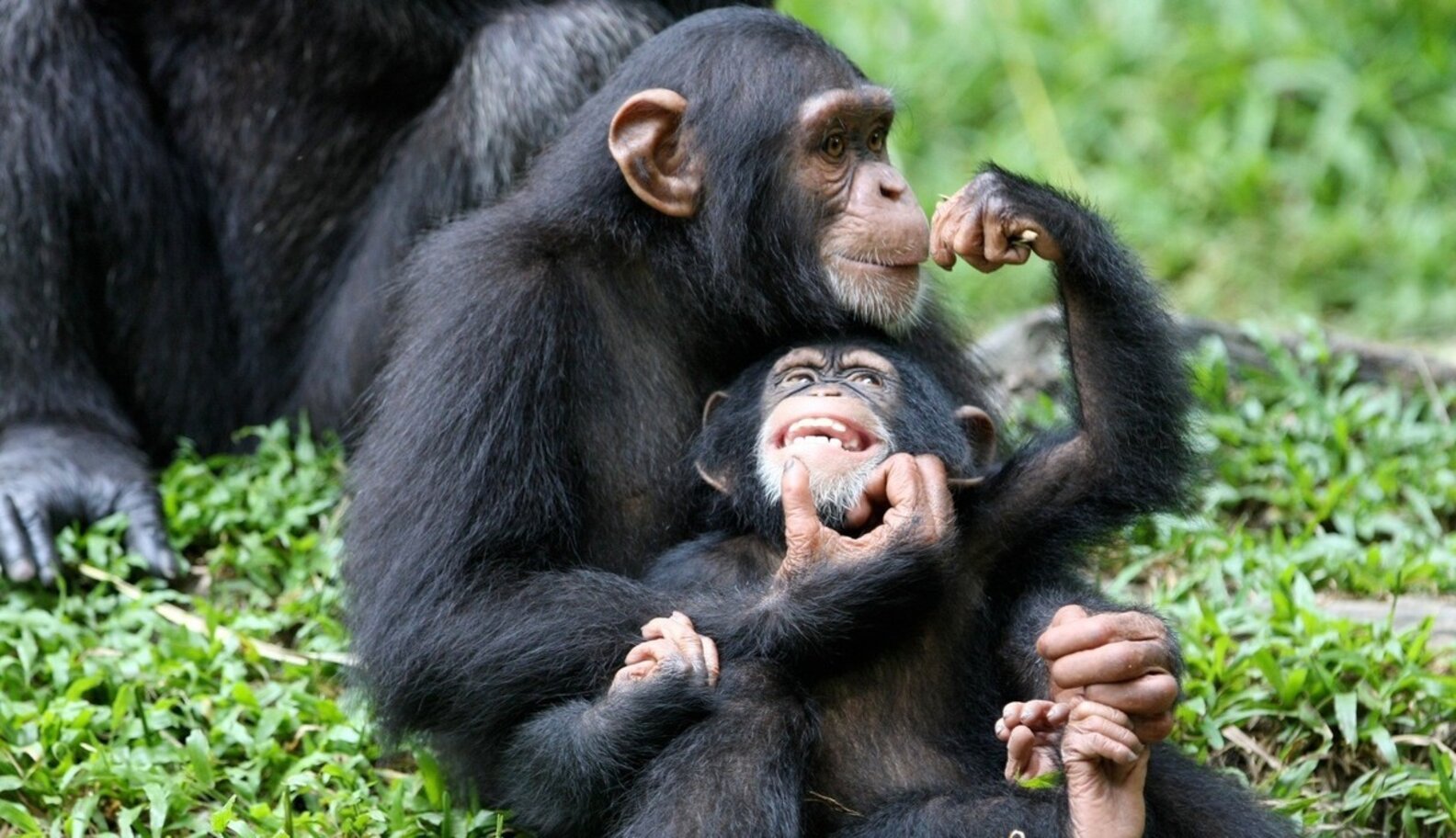 One More Way Chimps Are Like Us: They Love Music - The Dodo