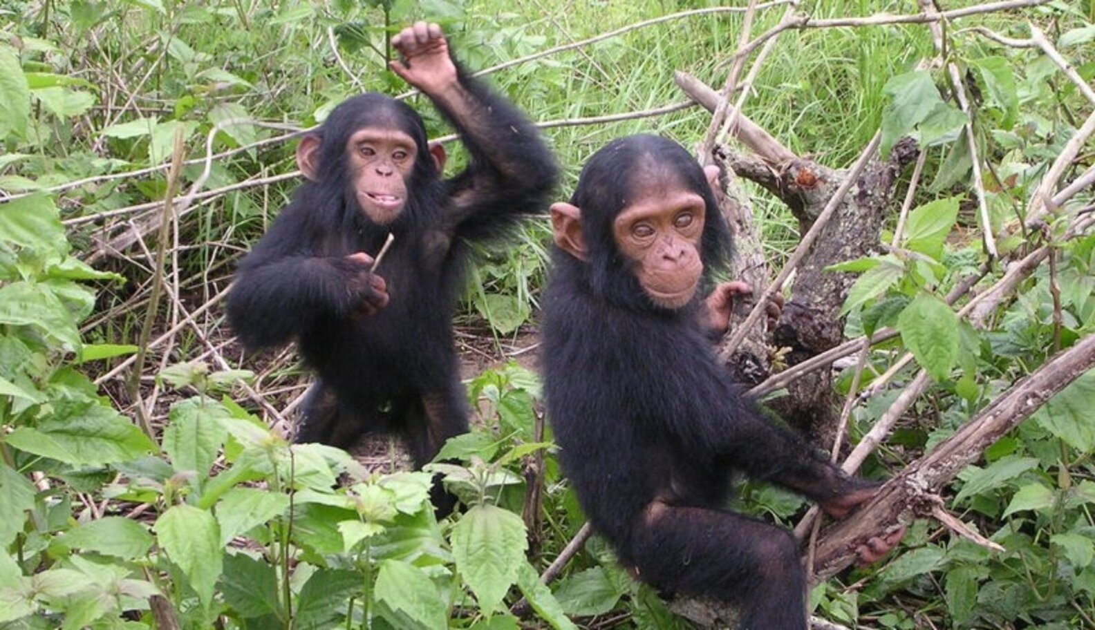 One More Way Chimps Are Like Us: They Love Music - The Dodo