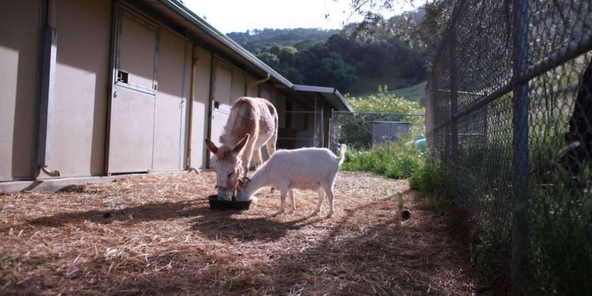 Watch Grieving Goat's Incredible Transformation - The Dodo