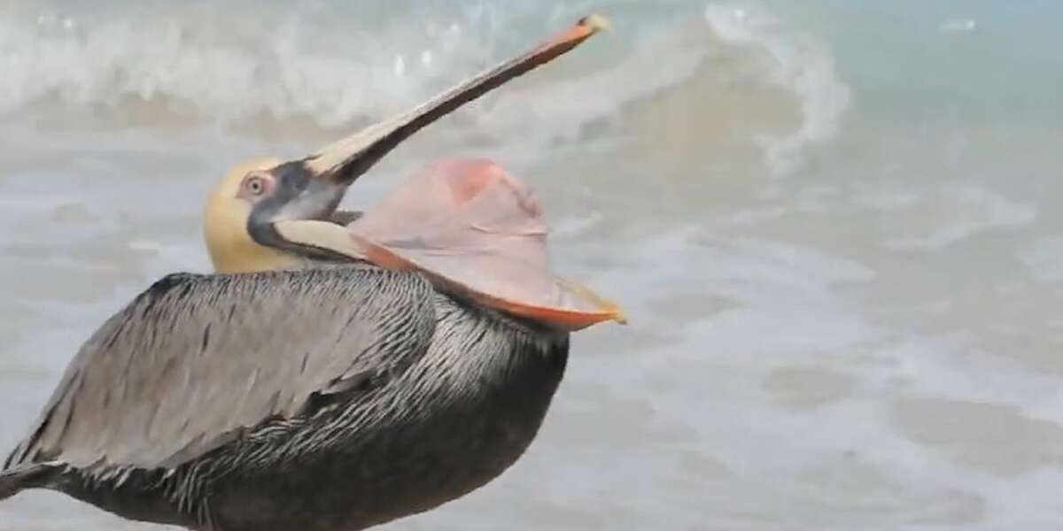 Pelicans Have The Craziest Way Of Yawning - Videos - The Dodo