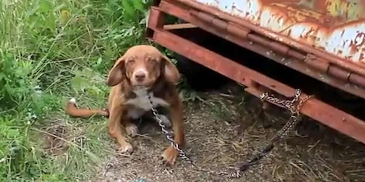 Dog Chained For 10 Days Finds New Family - The Dodo