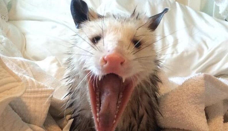 Rescued Opossum Loves To Cuddle With Her New Family - The Dodo