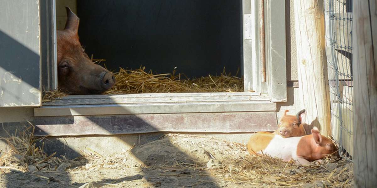 Mother Pig Once Terrified By Butcher Now Running Free With Her Kids ...