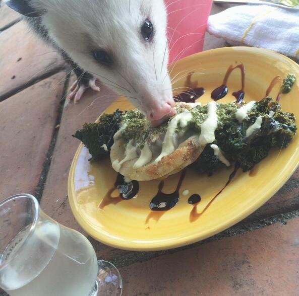 Rescued Opossum Loves To Cuddle With Her New Family - The Dodo