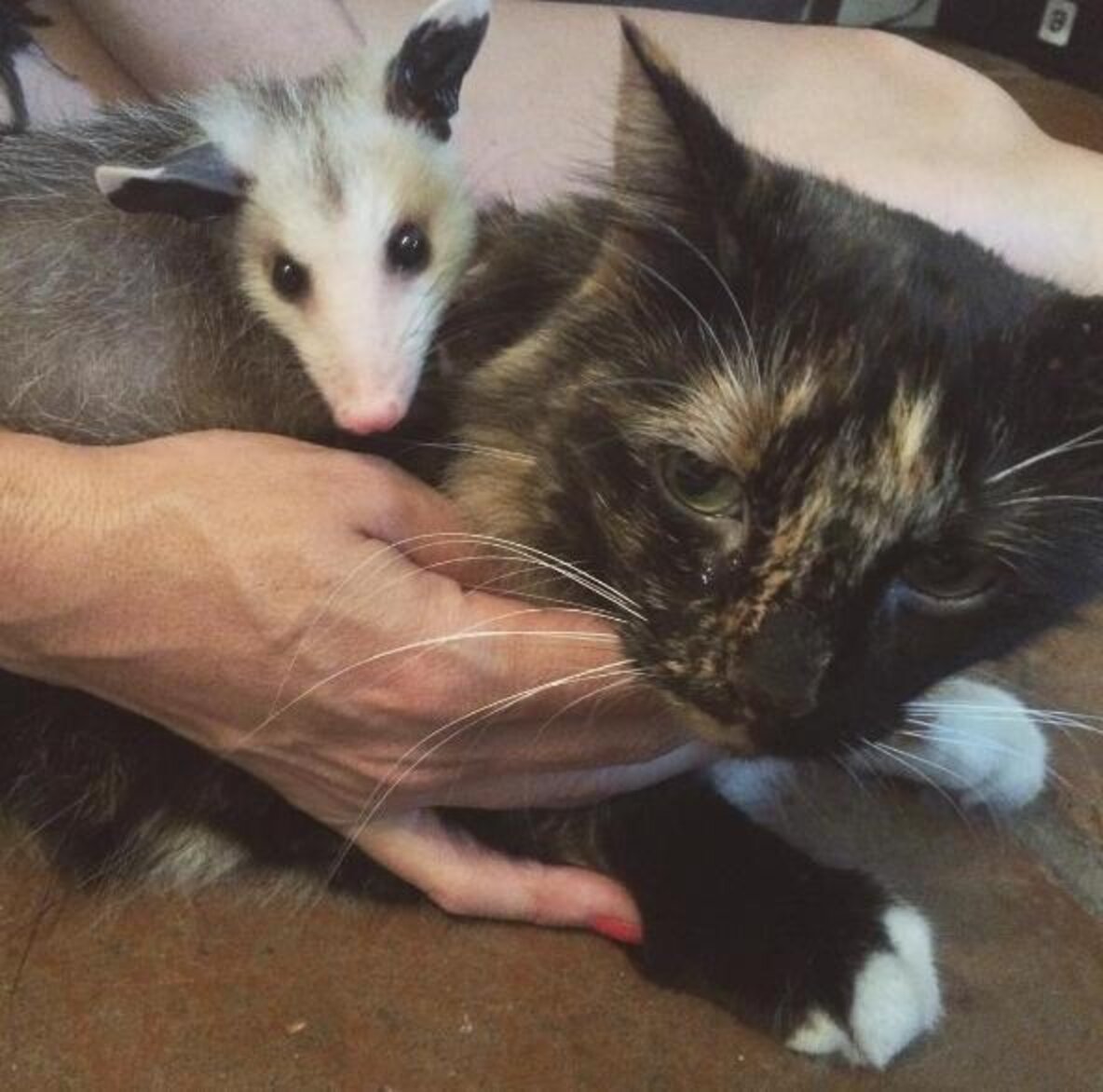 Rescued Opossum Loves To Cuddle With Her New Family - The Dodo